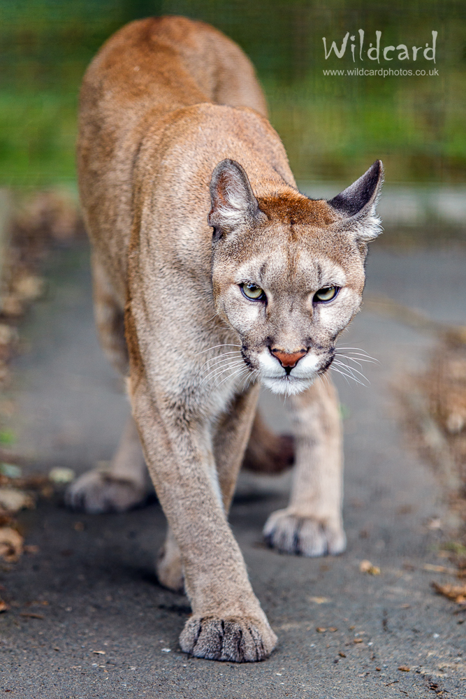 Other Big Cats Portfolio – Wildcard Photography