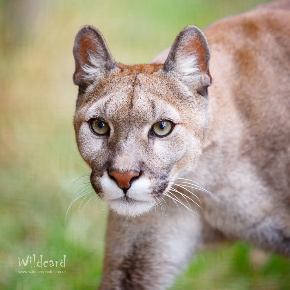 Other Big Cats Portfolio – Wildcard Photography